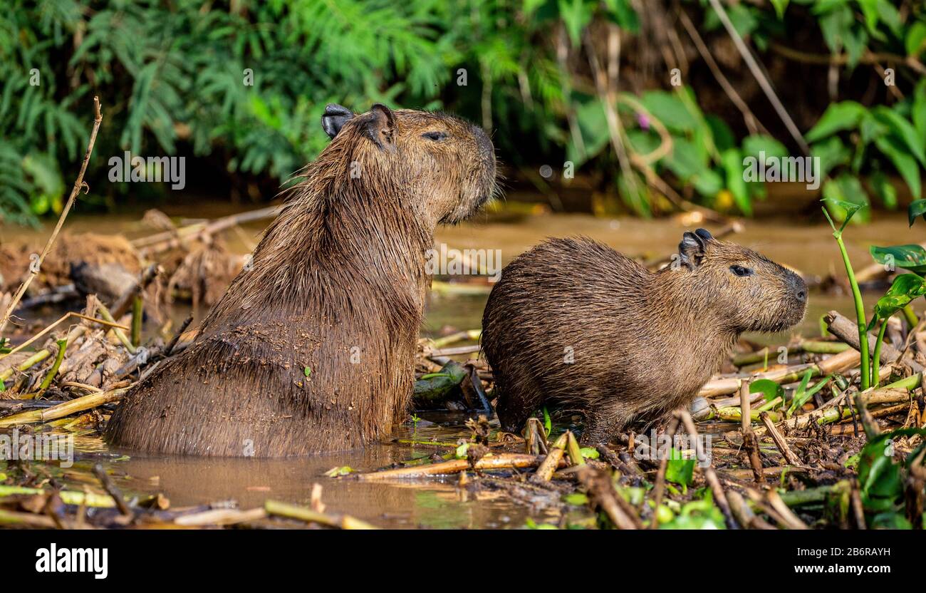 Capybara Mom and baby near a river. Brazil. Pantanal National Park ...