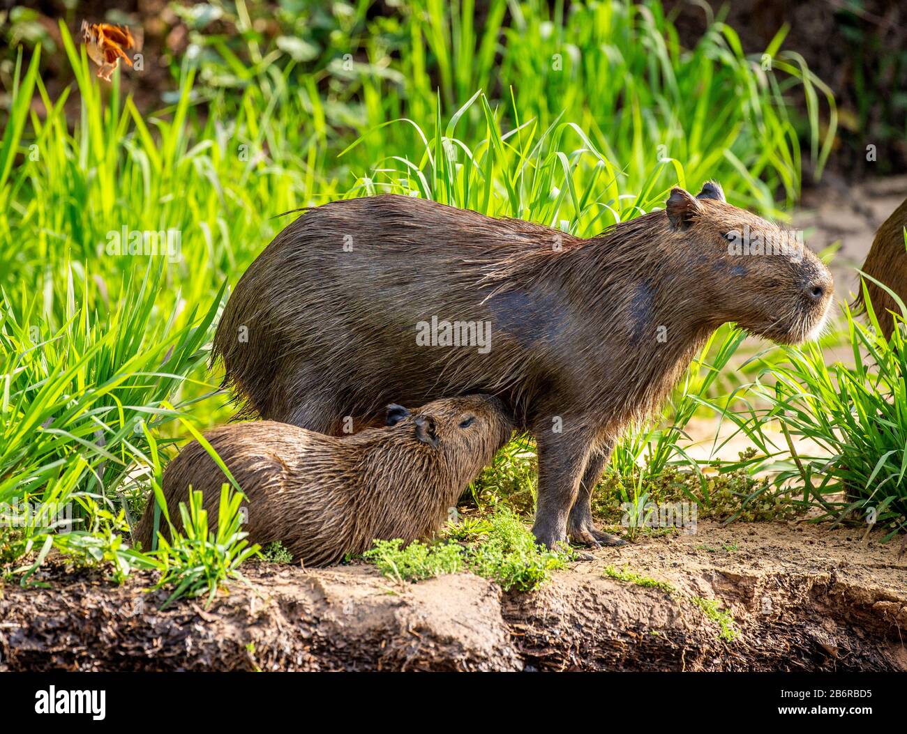 Capybara Mom and baby near a river. Brazil. Pantanal National Park ...