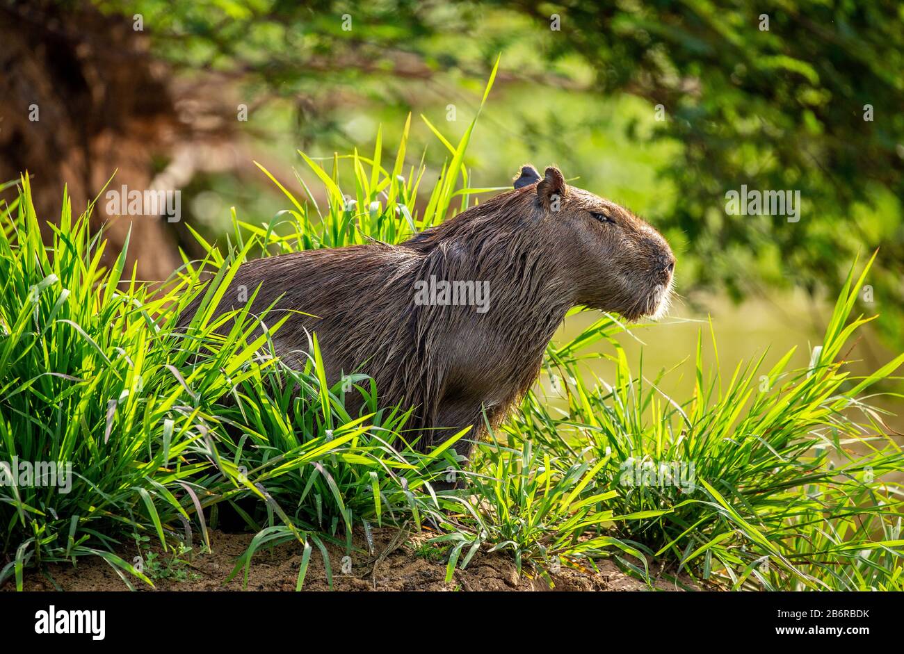 capybara-near-the-river-in-the-grass-brazil-pantanal-national-park