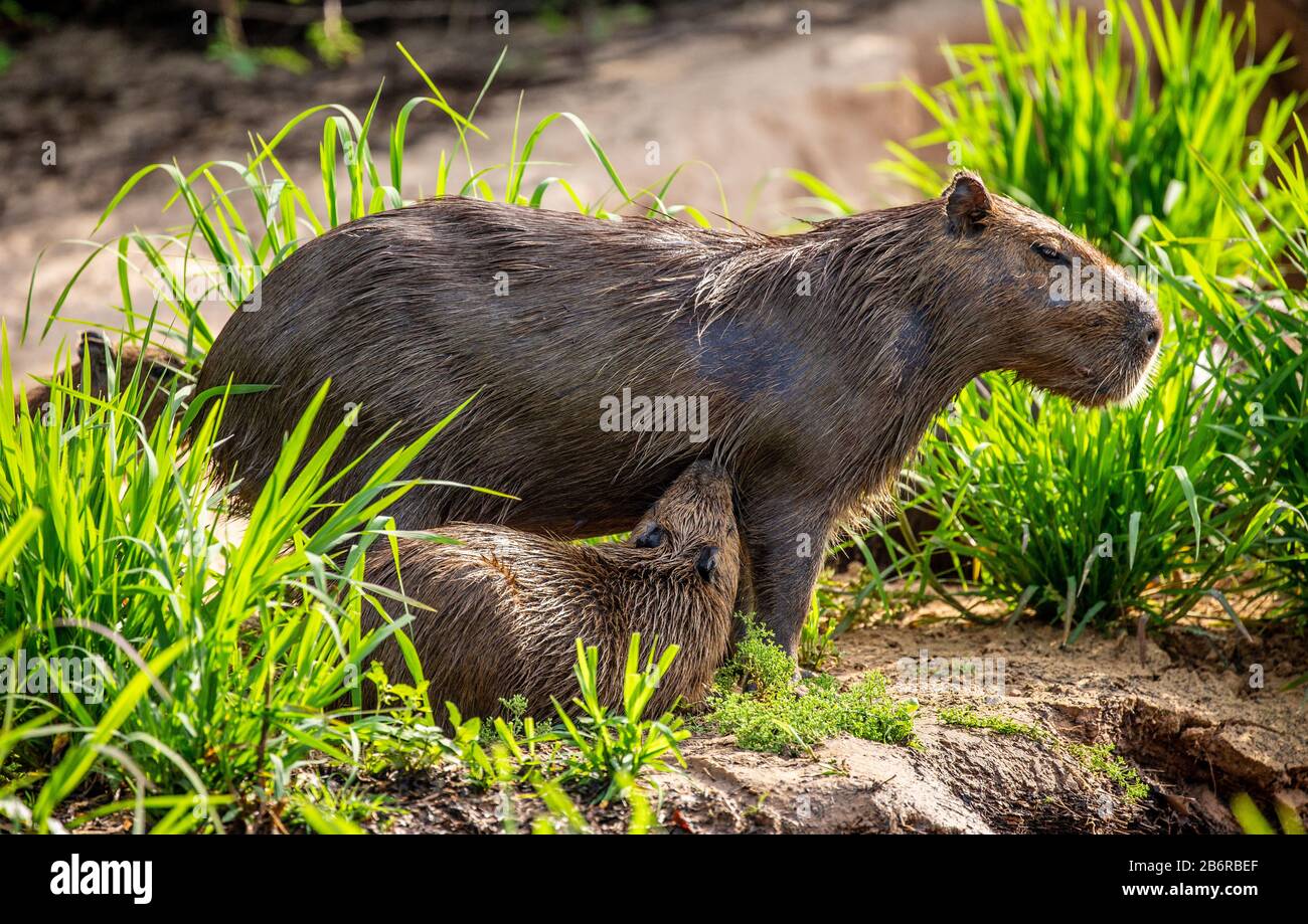 Capybara Mom and baby near a river. Brazil. Pantanal National Park ...
