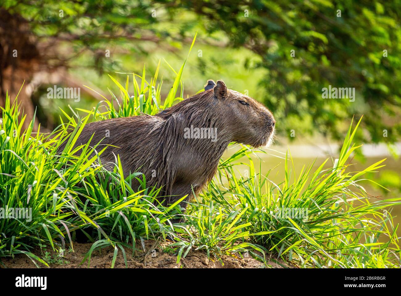 Capybara near the river in the grass. Brazil. Pantanal National Park ...