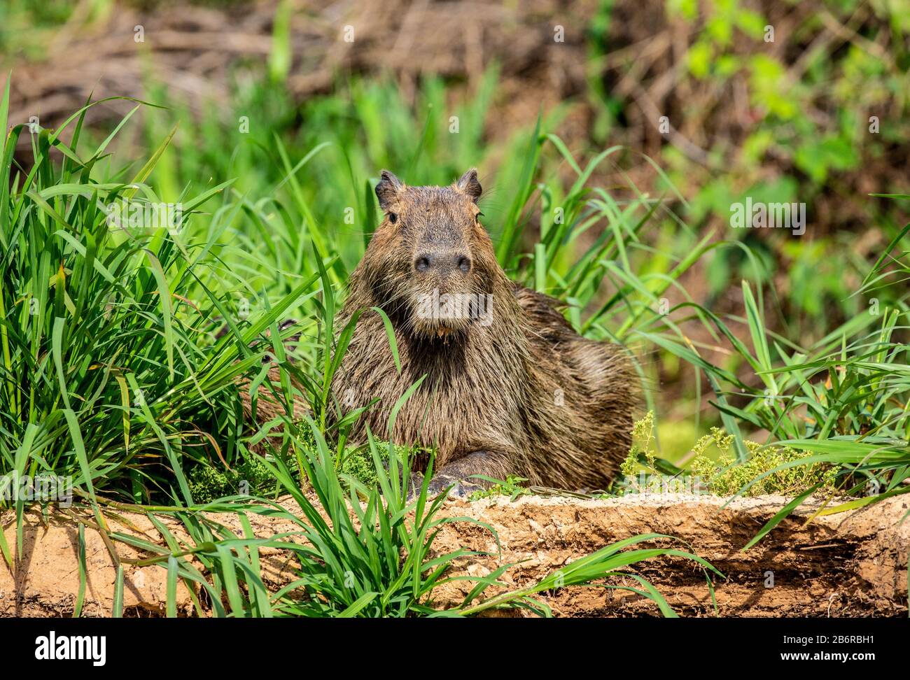 Capybara brazil hi-res stock photography and images - Alamy