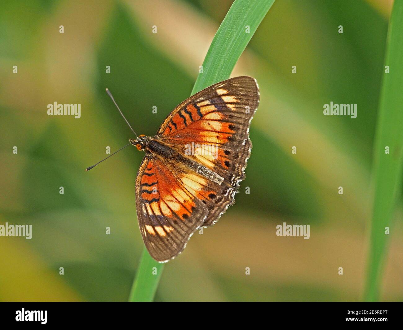 Sophia nymphalidae hi-res stock photography and images - Alamy