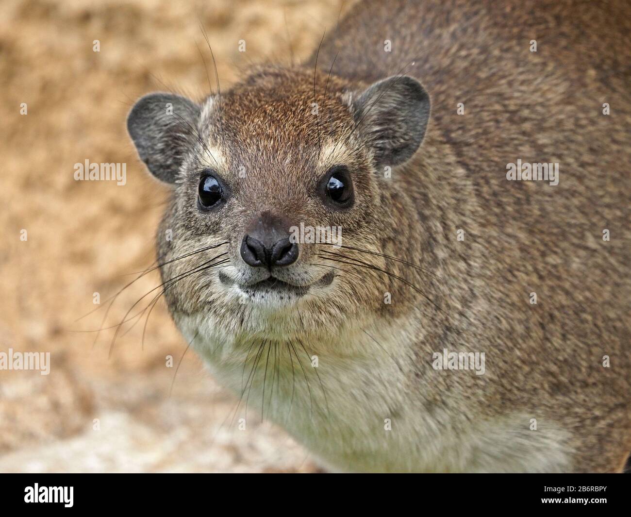 Portrait rock hyrax nairobi hi-res stock photography and images - Alamy