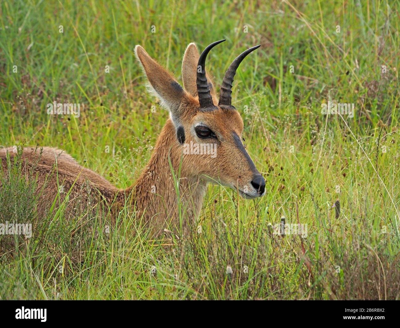 Forward pointing horns hi-res stock photography and images - Alamy