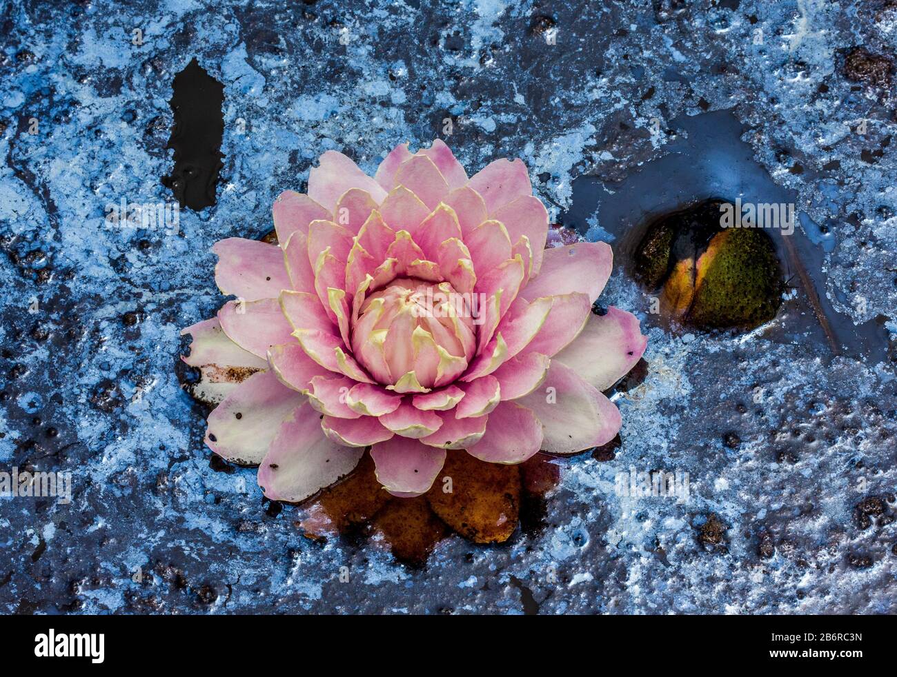 Victoria regia lily hi-res stock photography and images - Alamy