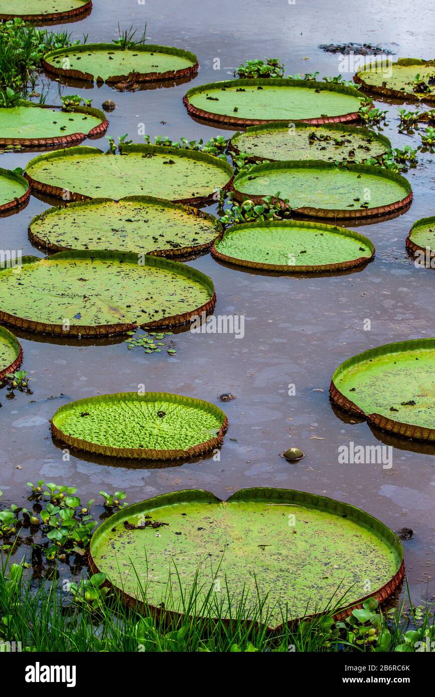 Victoria regia lily hi-res stock photography and images - Alamy