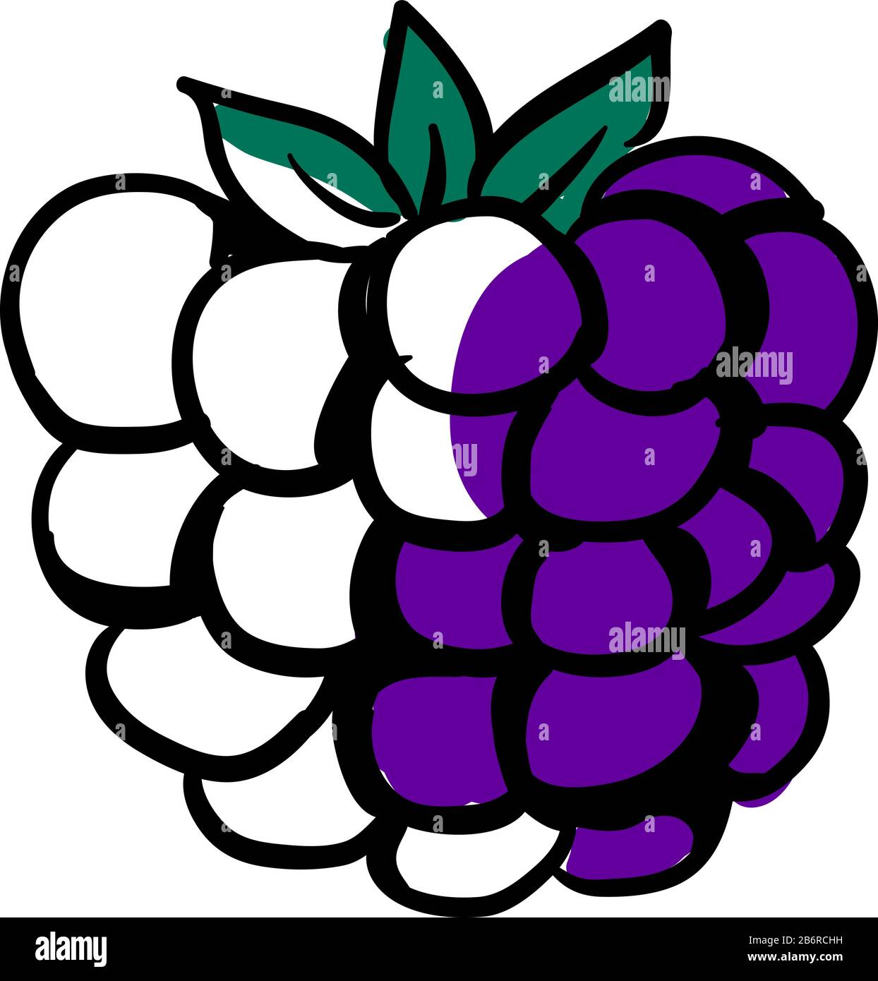Drawing of blackberry, illustration, vector on white background Stock ...
