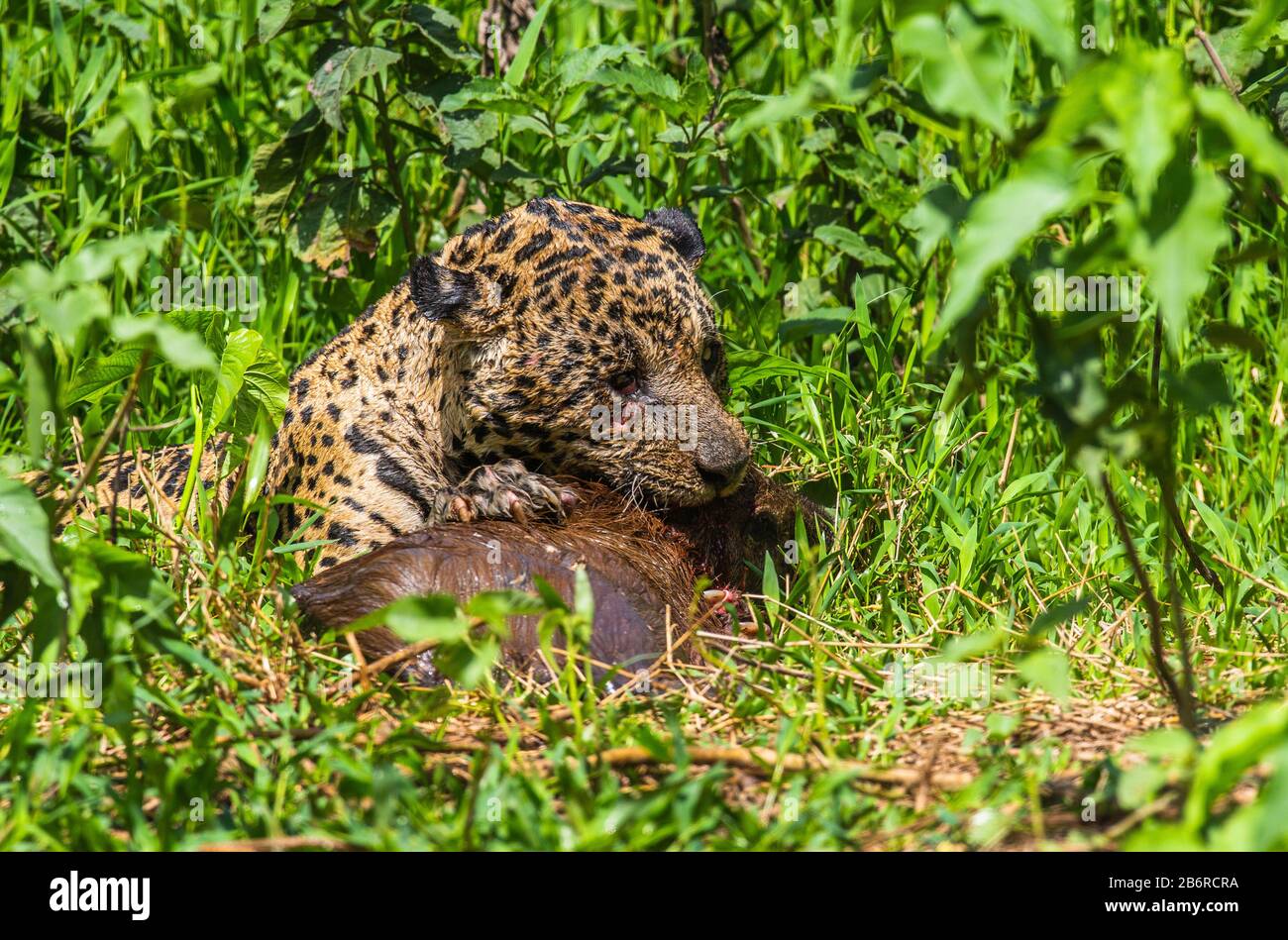 Jaguar with prey in the grass. South America. Brazil. Pantanal National ...