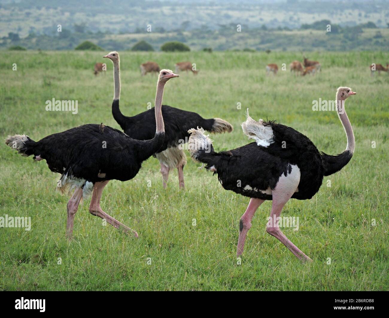 Common ostriches hi-res stock photography and images - Alamy