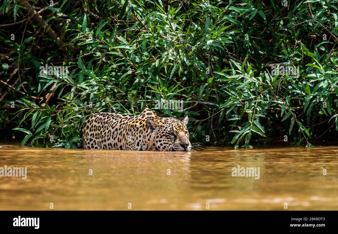 Jaguar attacks its prey in the water. South America. Brazil. Pantanal ...
