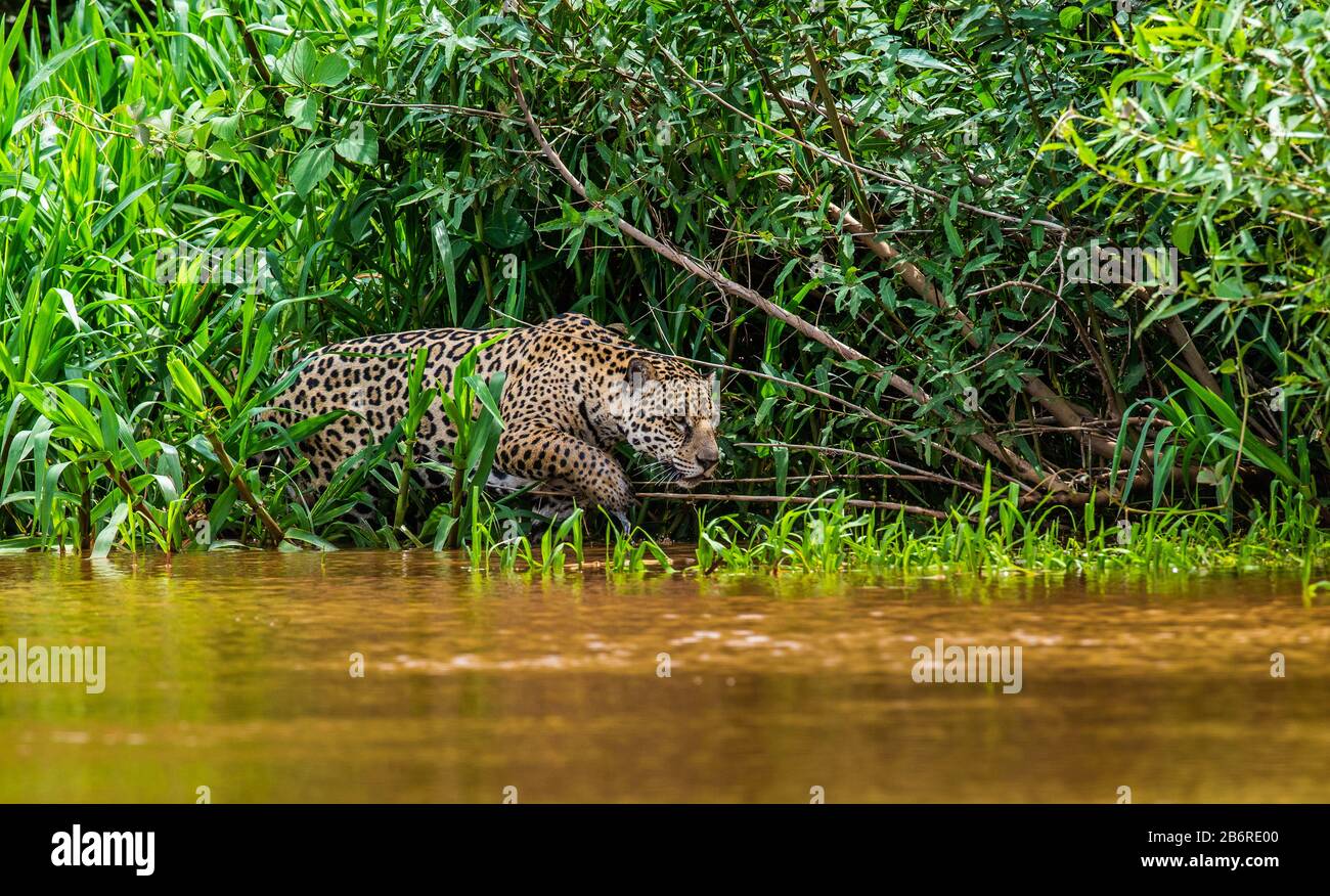 Jaguar Attacking Prey