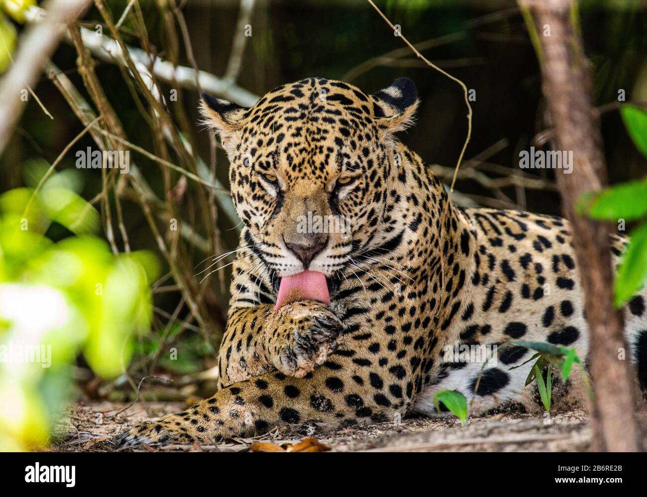Jaguar lies on the ground among the jungle. Close-up. South America. Brazil. Pantanal National ...
