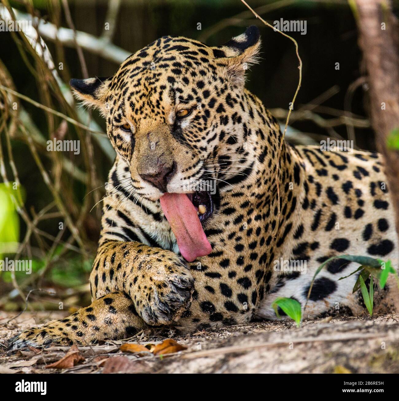 Jaguar lies on the ground among the jungle. Close-up. South America ...