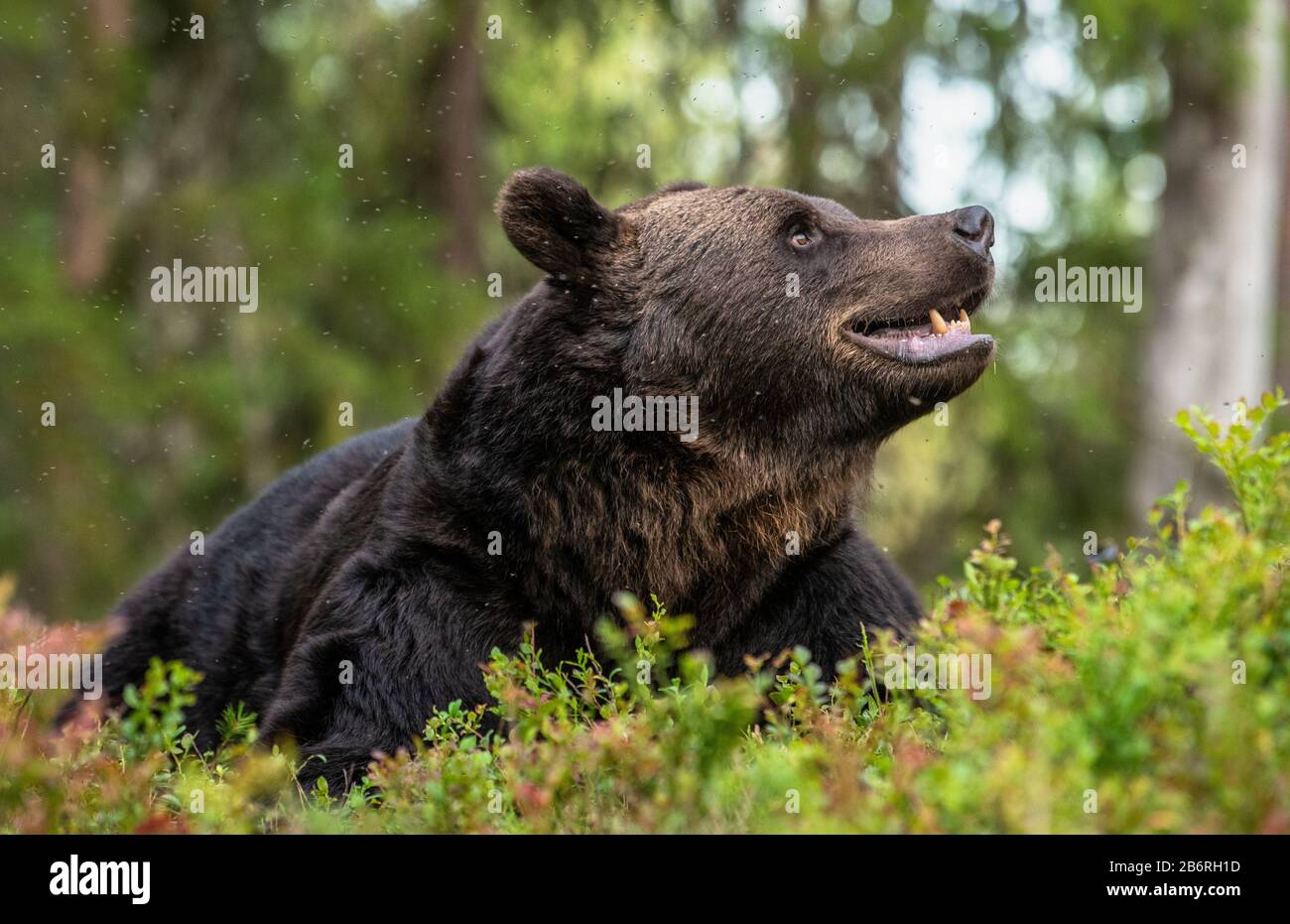 Adult Male of Brown bear in the forest. Scientific name: Ursus arctos ...