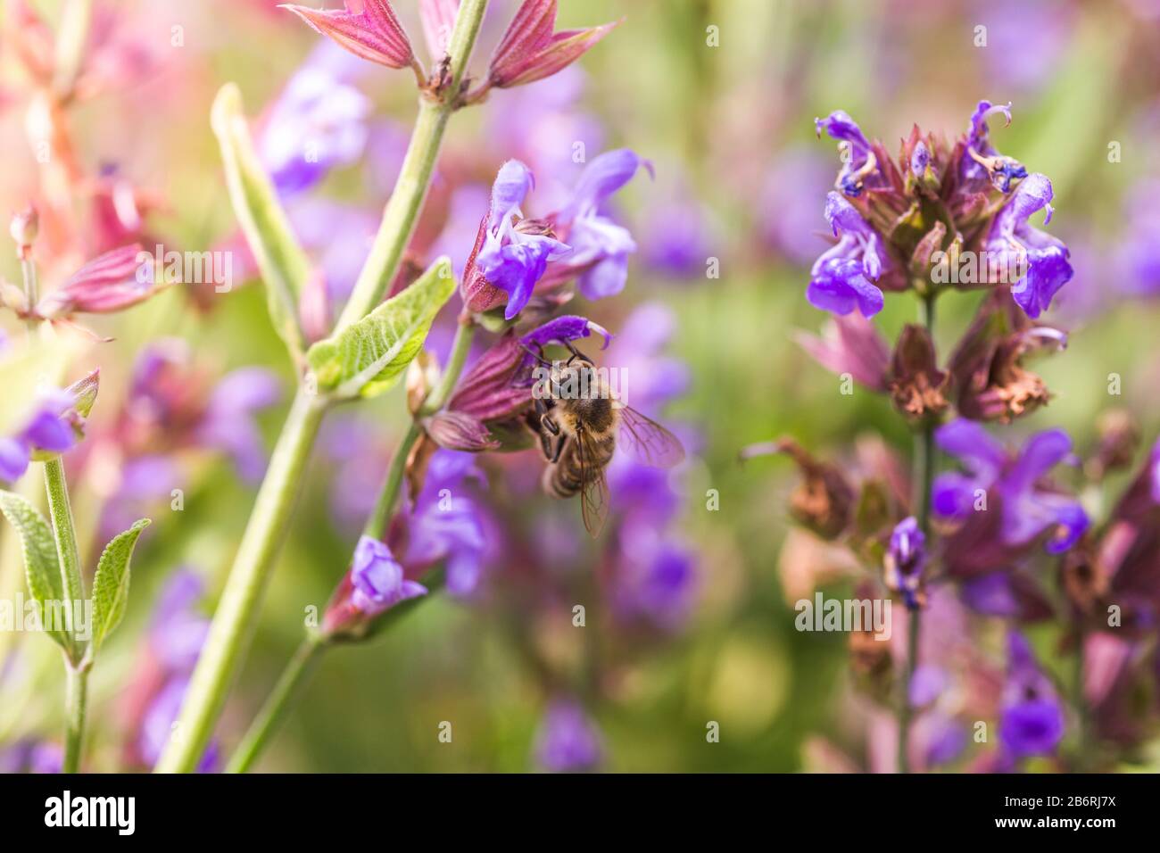 Botanical medici hi-res stock photography and images - Alamy