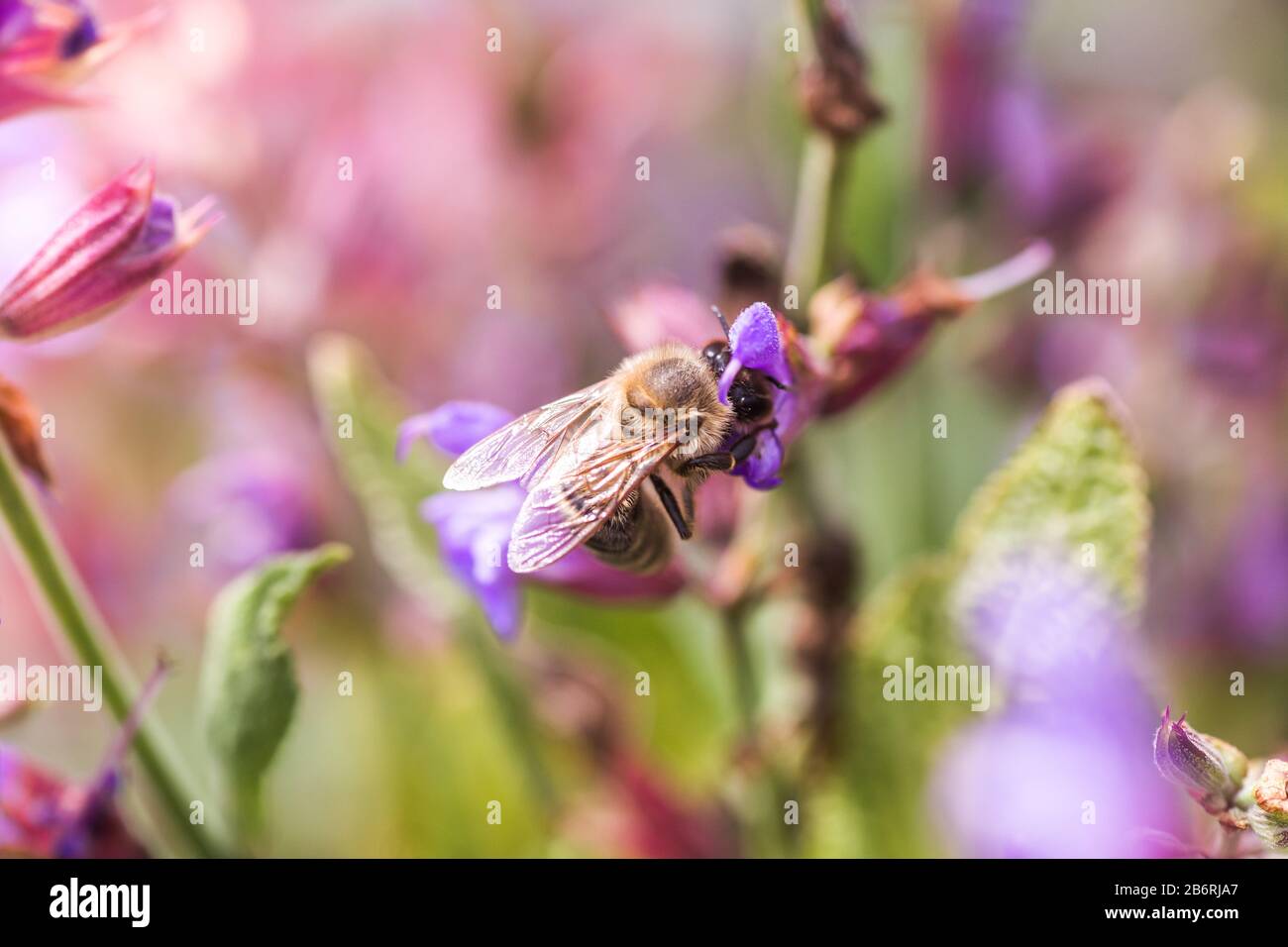 Botanical medici hi-res stock photography and images - Alamy