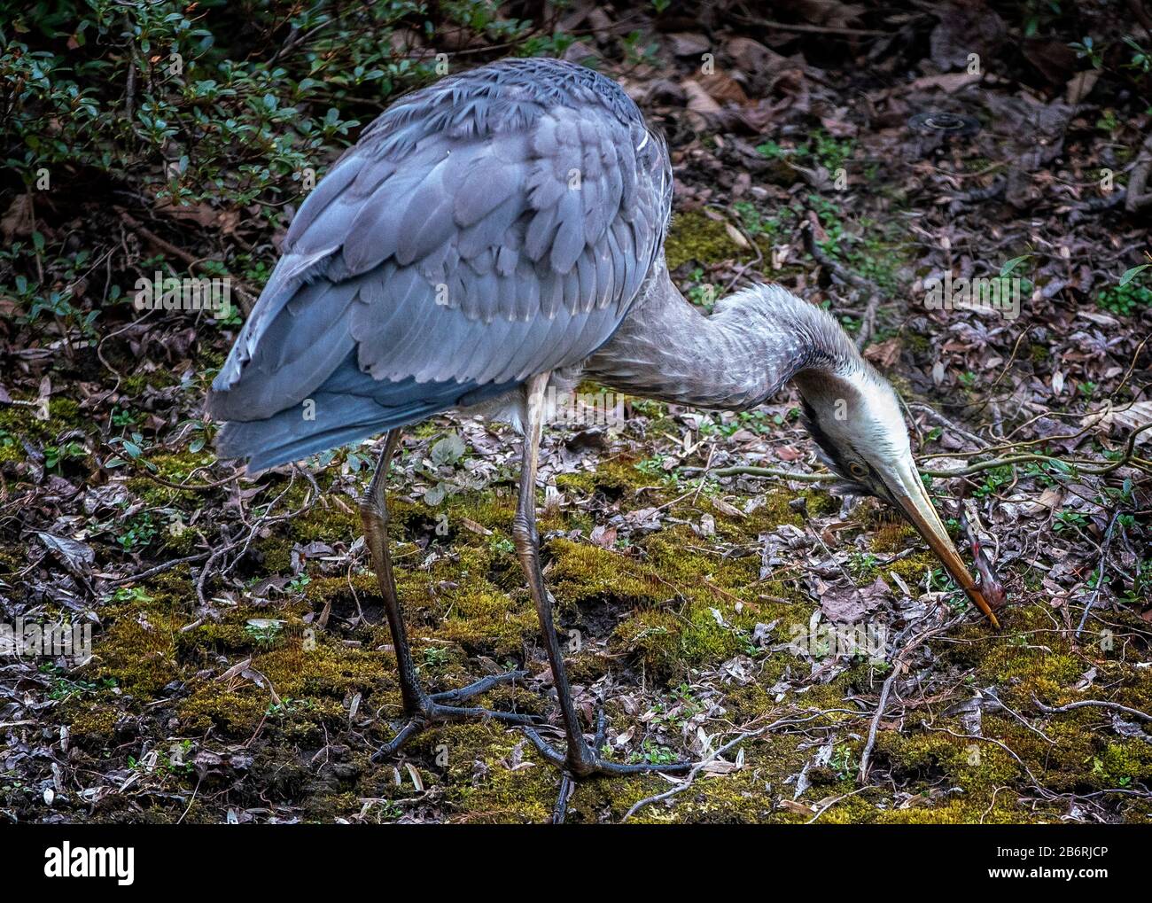 Poking around hi-res stock photography and images - Alamy