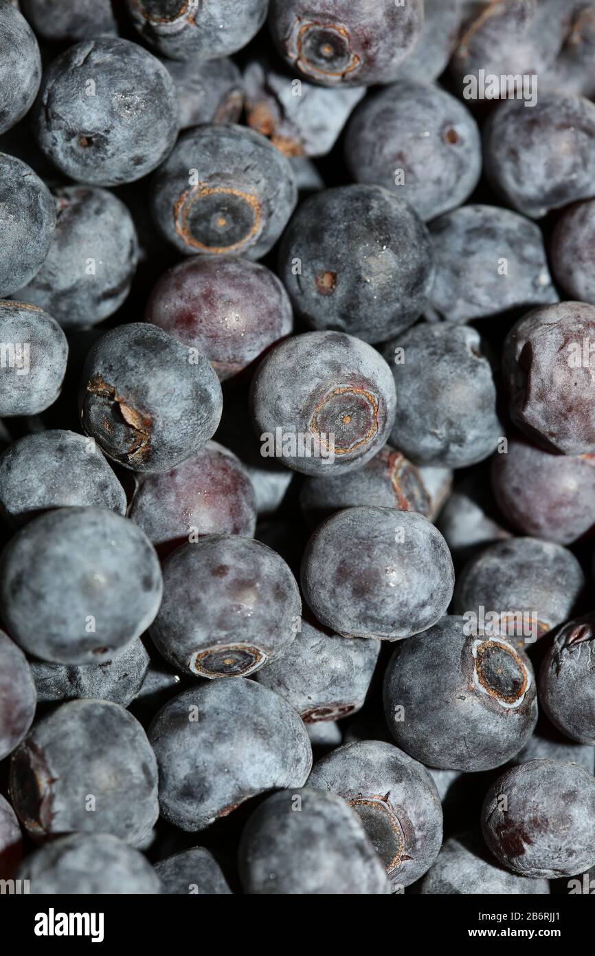 Wild blue berries macro background high quality Stock Photo - Alamy