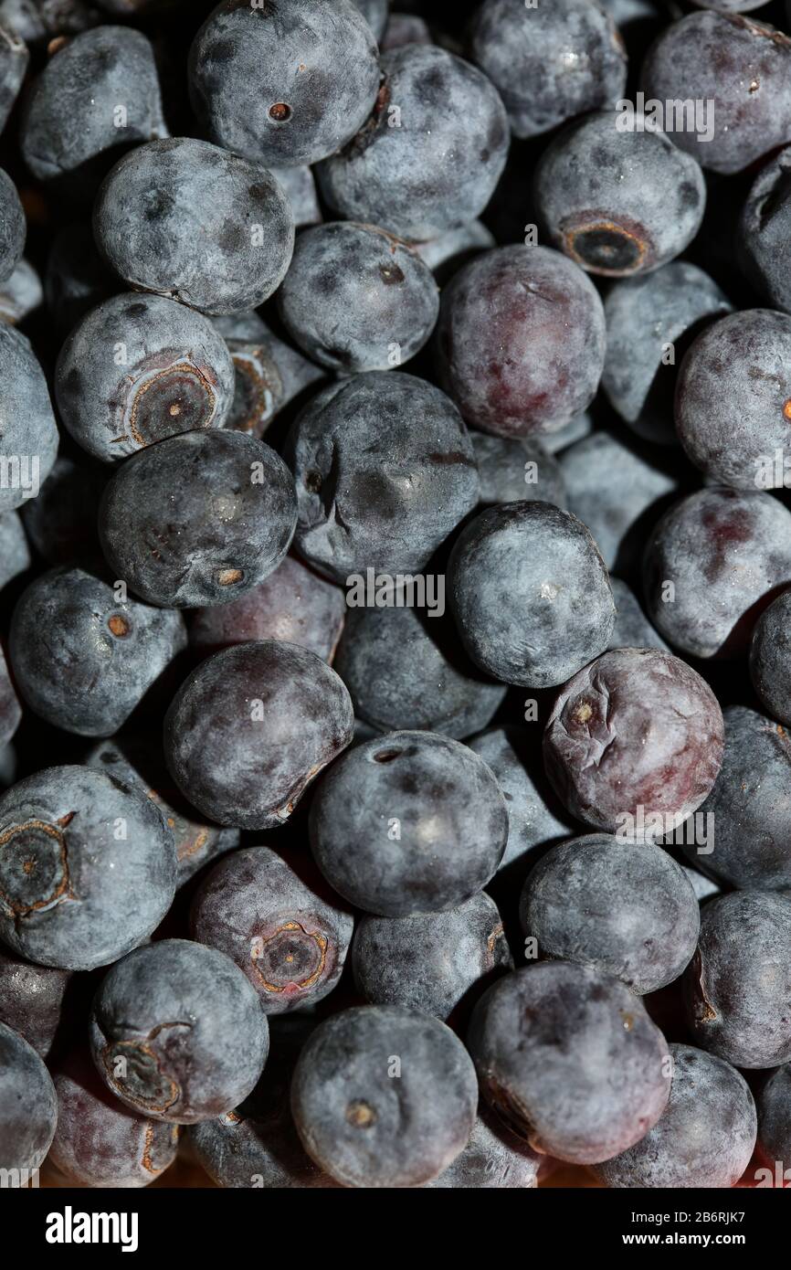 Wild blue berries macro background high quality Stock Photo - Alamy