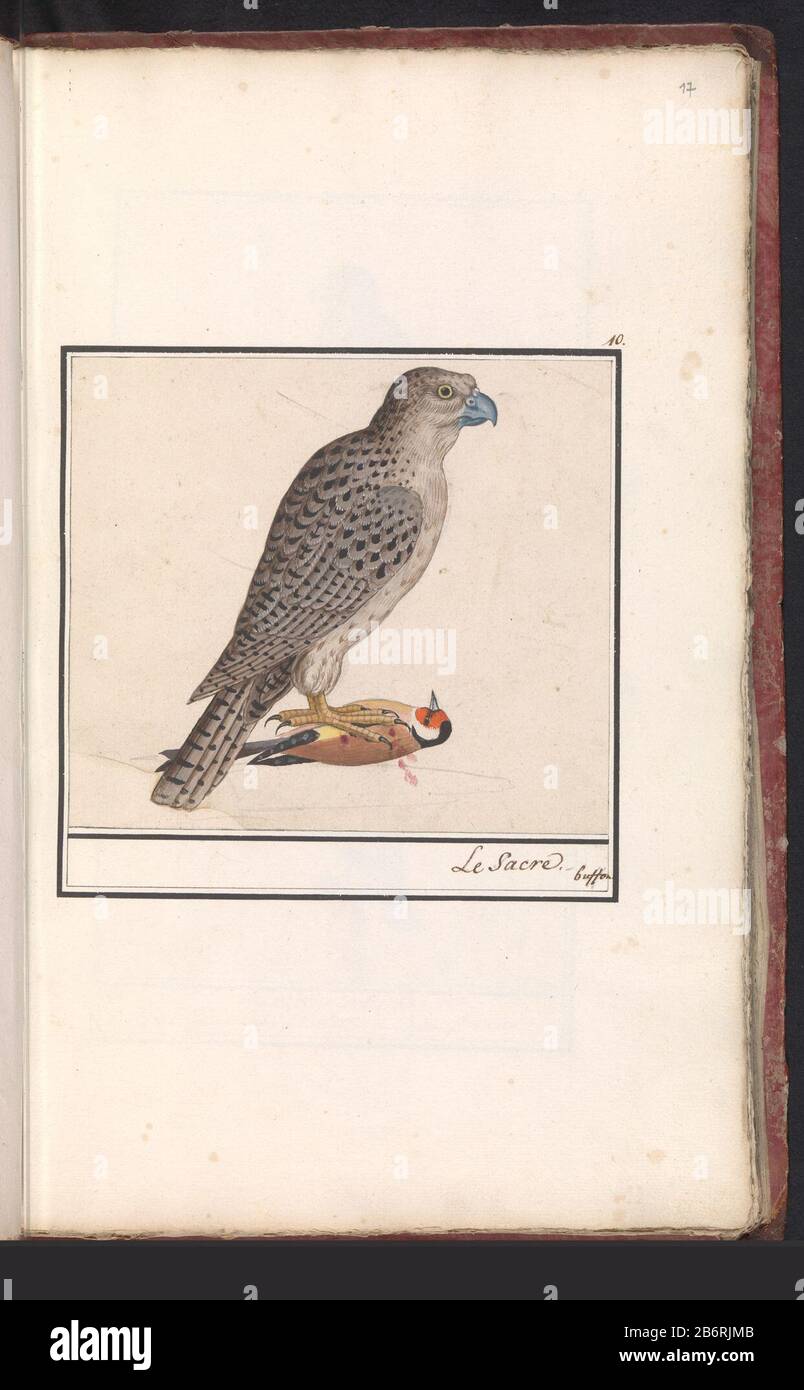 Giervalk (Falco rusticolus) Le Sacre (titel op object) Giervalk met een ...
