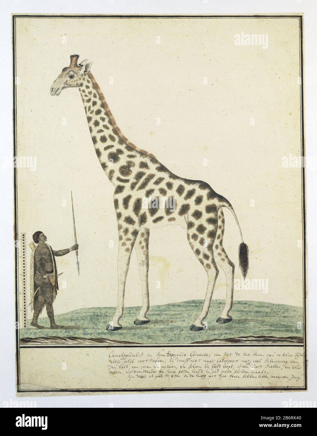 Giraffe anatomy hi-res stock photography and images - Alamy