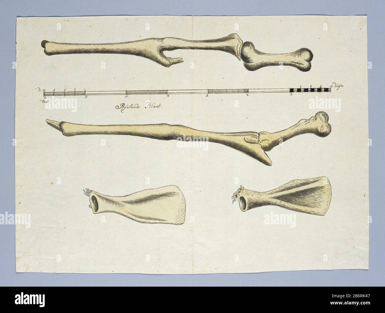 Giraffe skeleton on black hi-res stock photography and images - Alamy