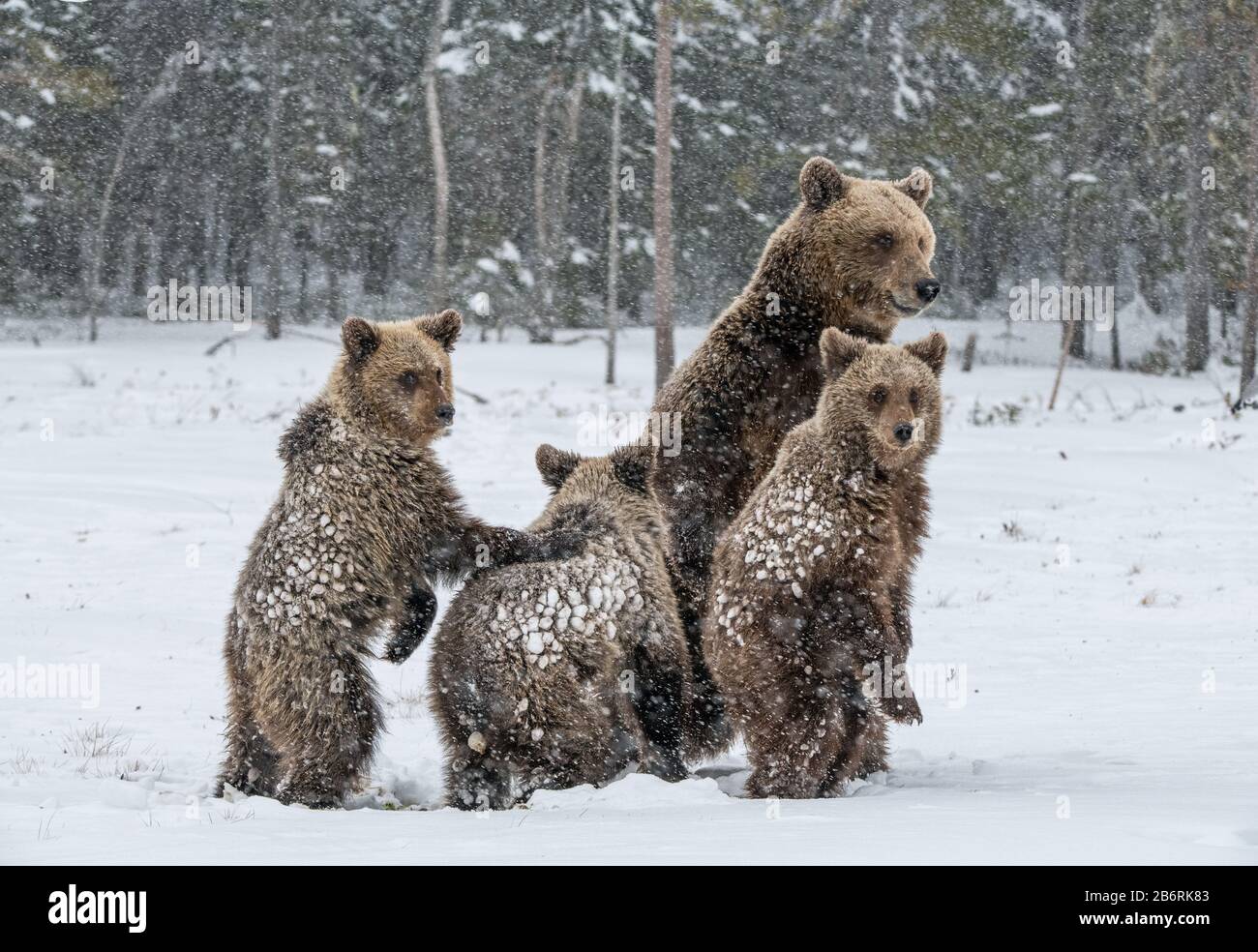 Bear family in the snowfall. She-Bear and bear cubs on the snow. Brown ...
