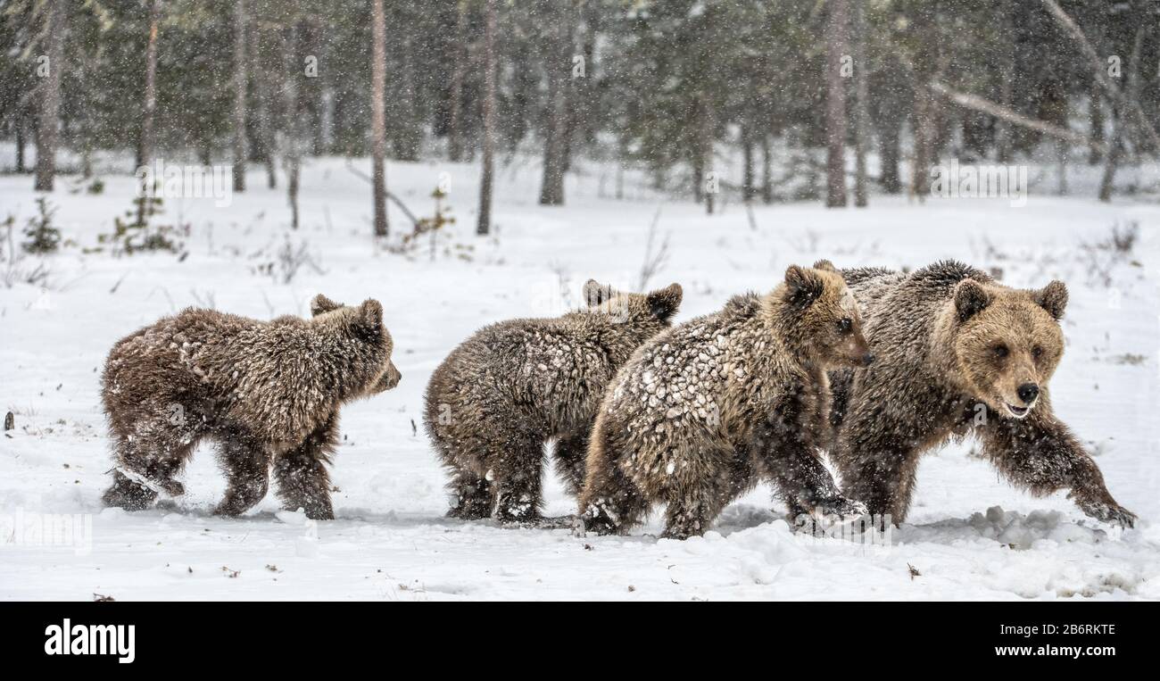 Bear family in the snowfall. She-Bear and bear cubs on the snow. Brown ...