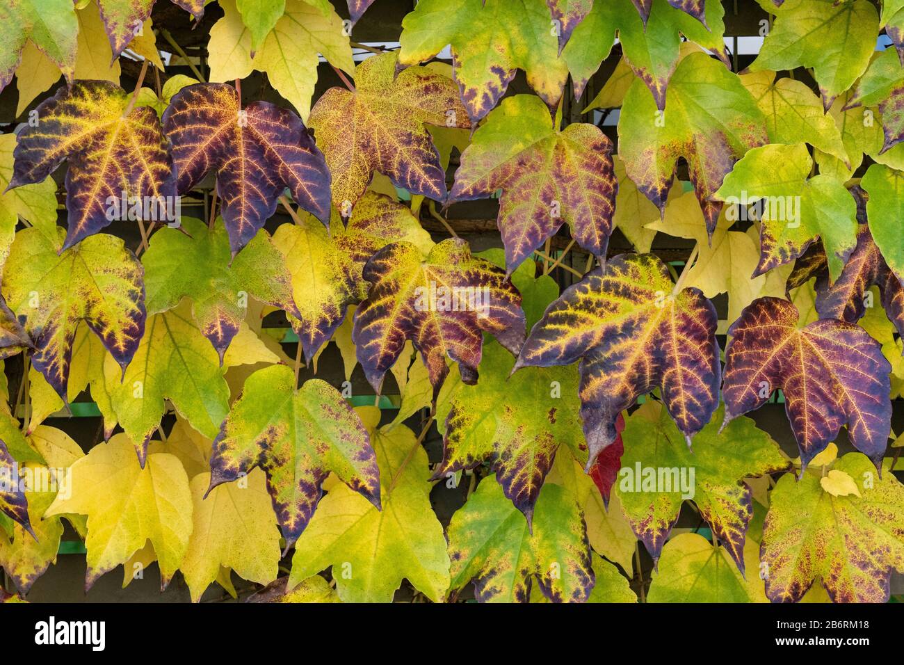 Green creeping foliage hi-res stock photography and images - Alamy