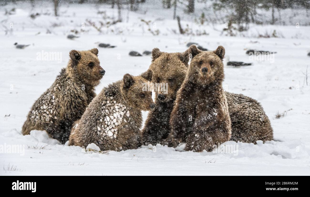 Grizzly Bear Family