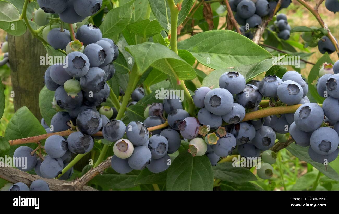 blueberry farm near bellingham wa in the us pacific northwest Stock ...
