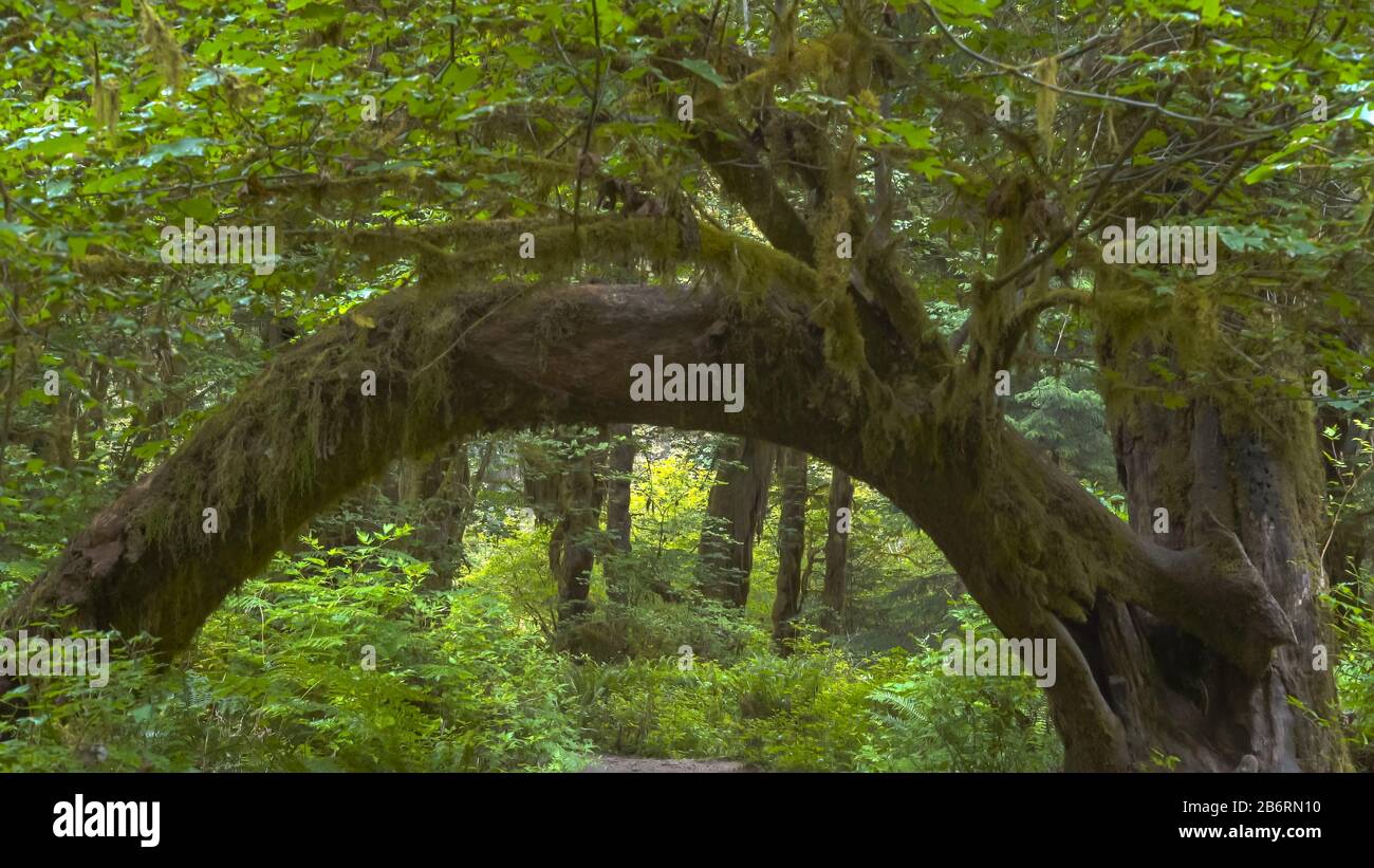a tree forming an arch at hoh rainforest in olympic np Stock Photo - Alamy