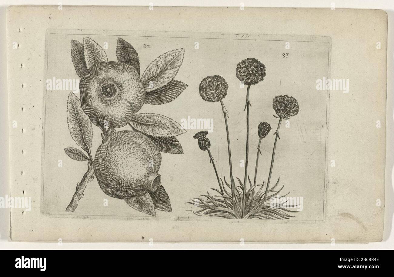 Engels Gras High Resolution Stock Photography and Images - Alamy