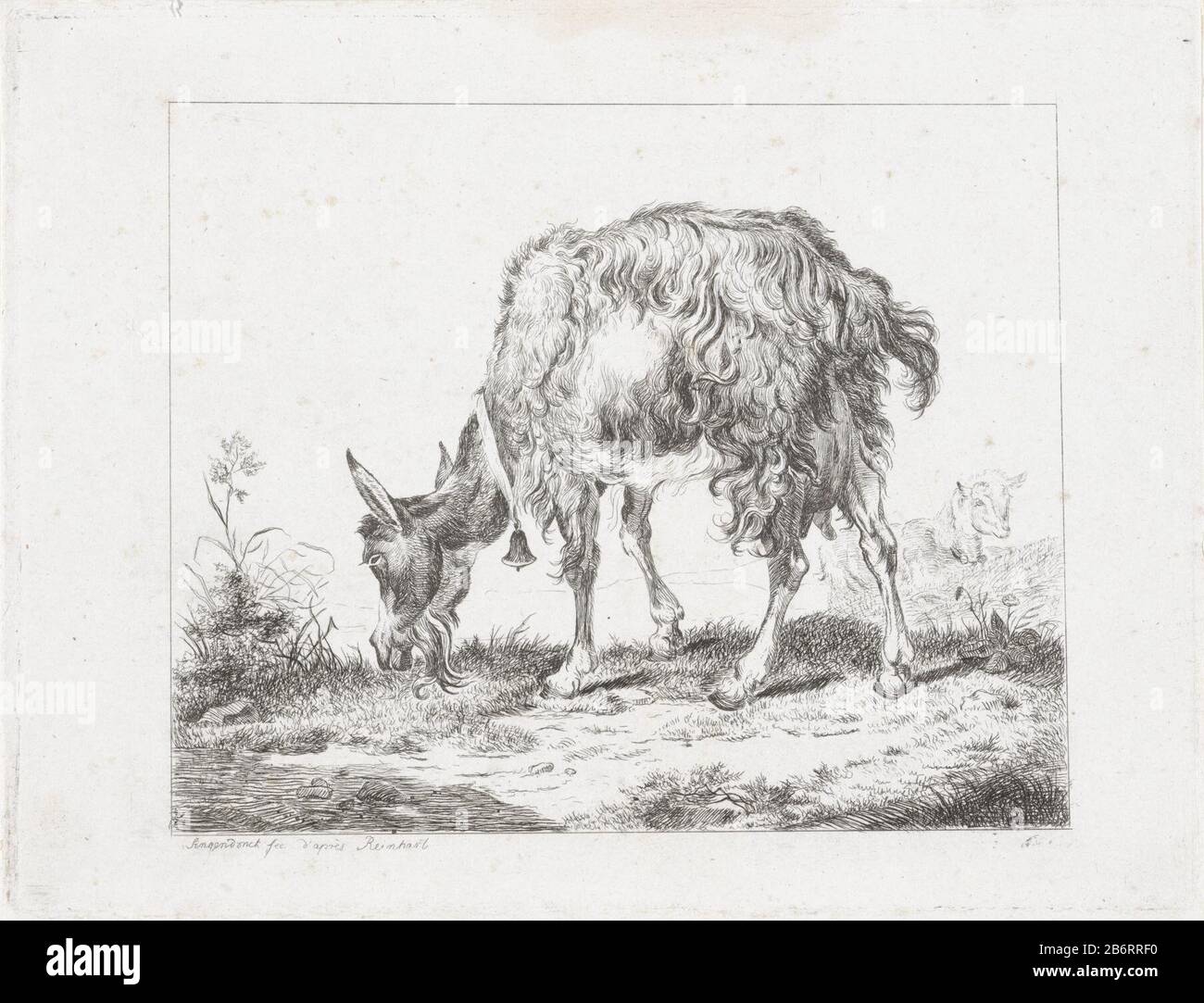 She goat hi-res stock photography and images - Alamy