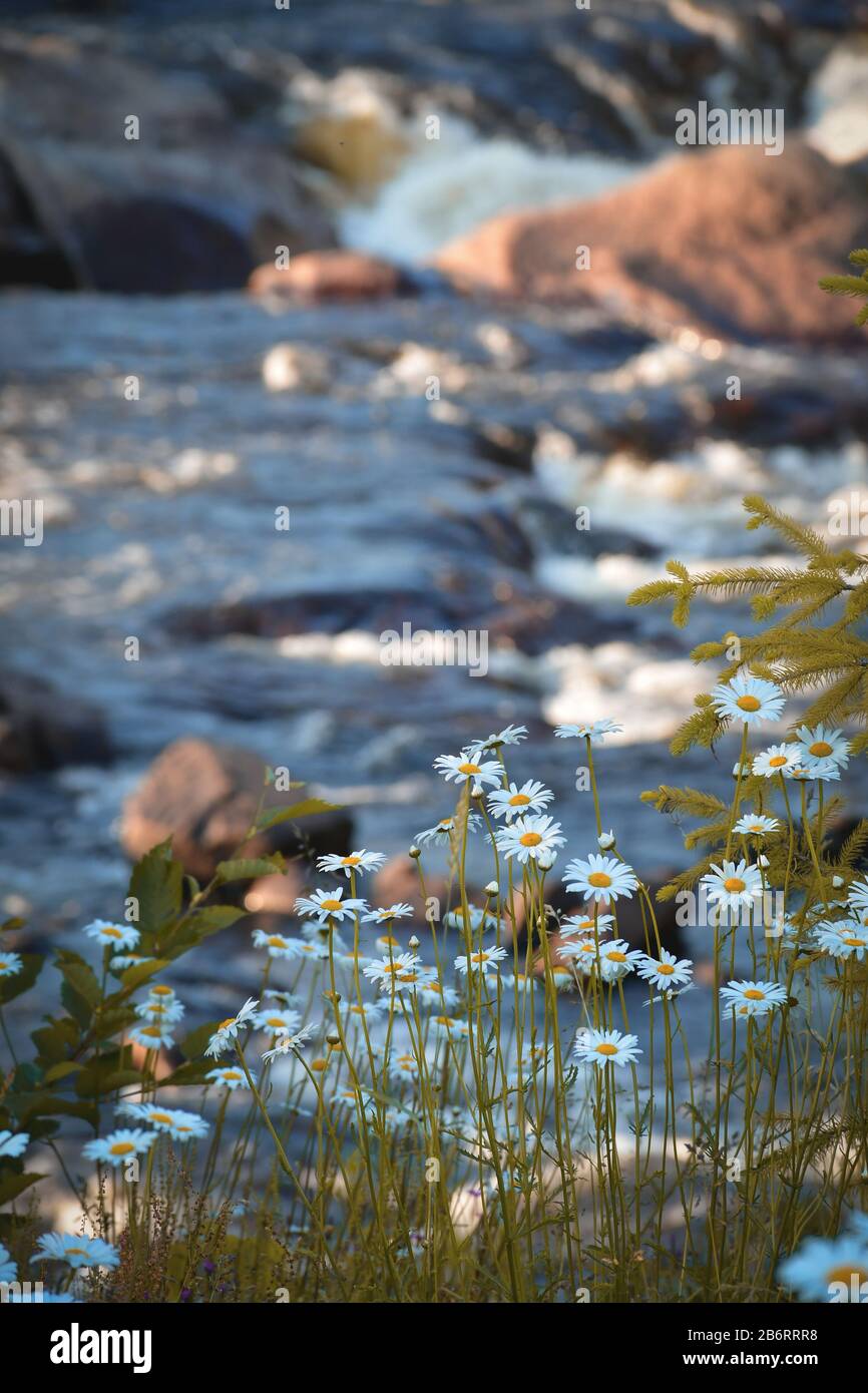 daisy, fall, flower Stock Photo - Alamy