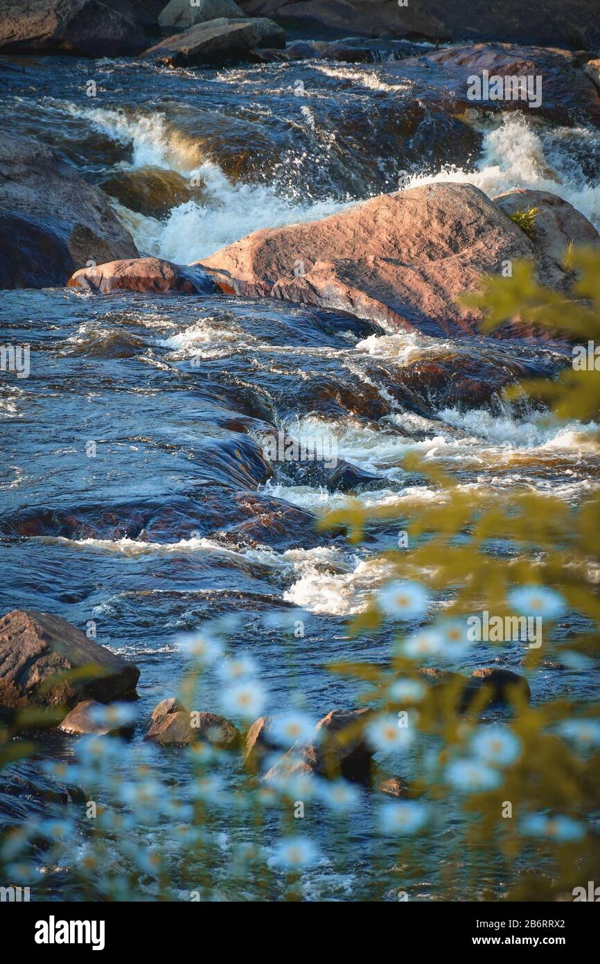 daisy, fall, flower Stock Photo - Alamy