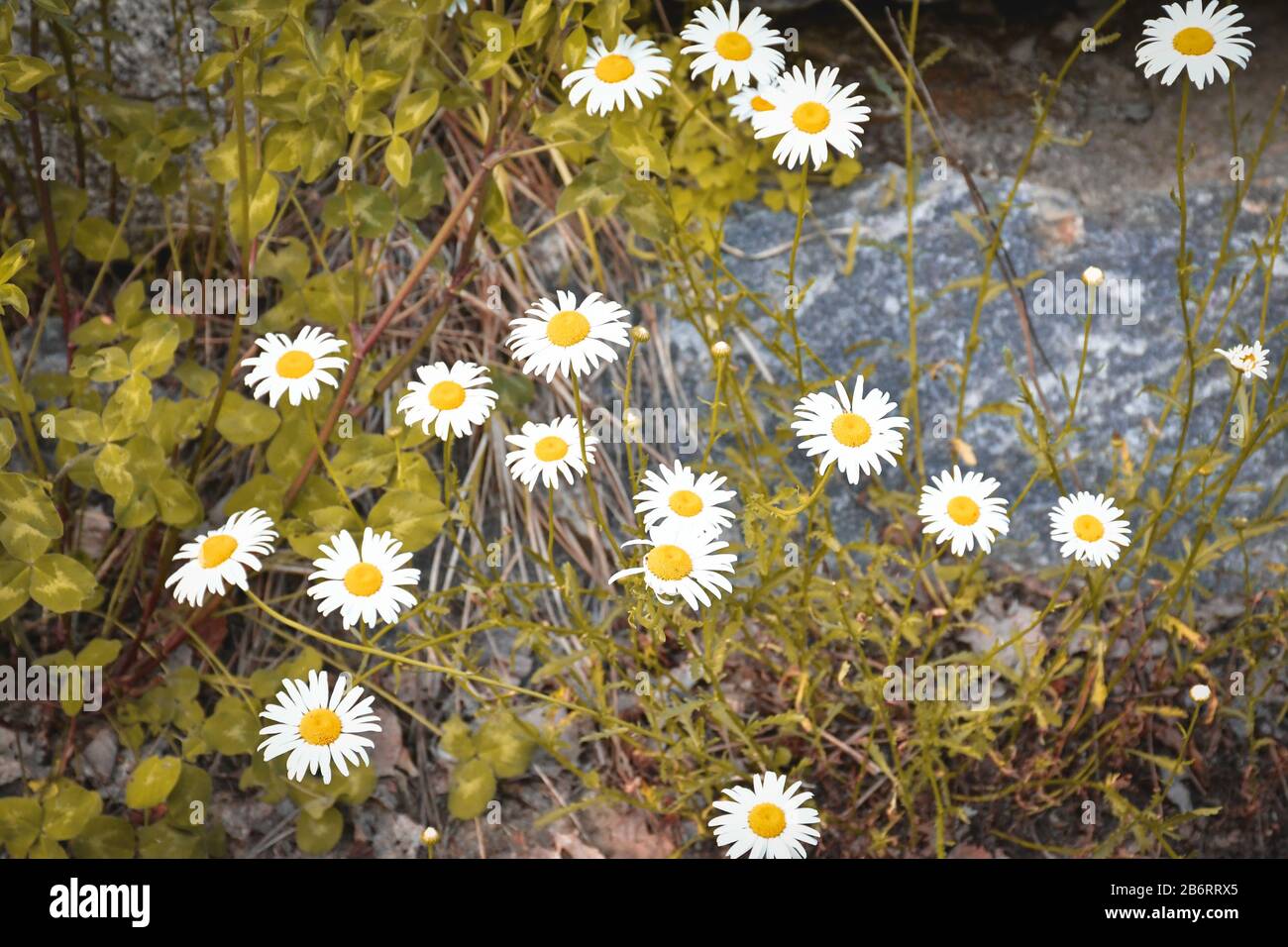 daisy, fall, flower Stock Photo - Alamy