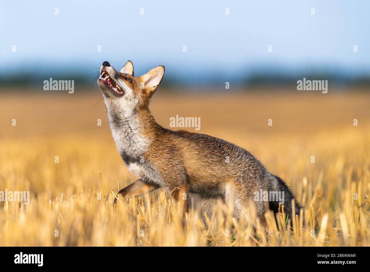 Fox looking up hi-res stock photography and images - Alamy