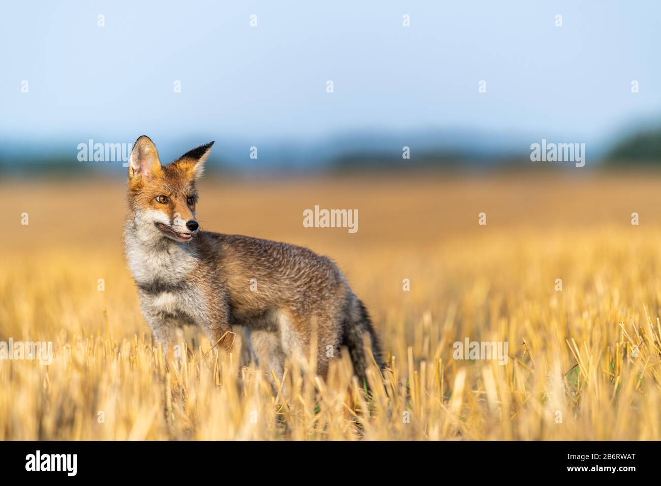 Fox on the field and looking around. Sunny autumn day Stock Photo - Alamy