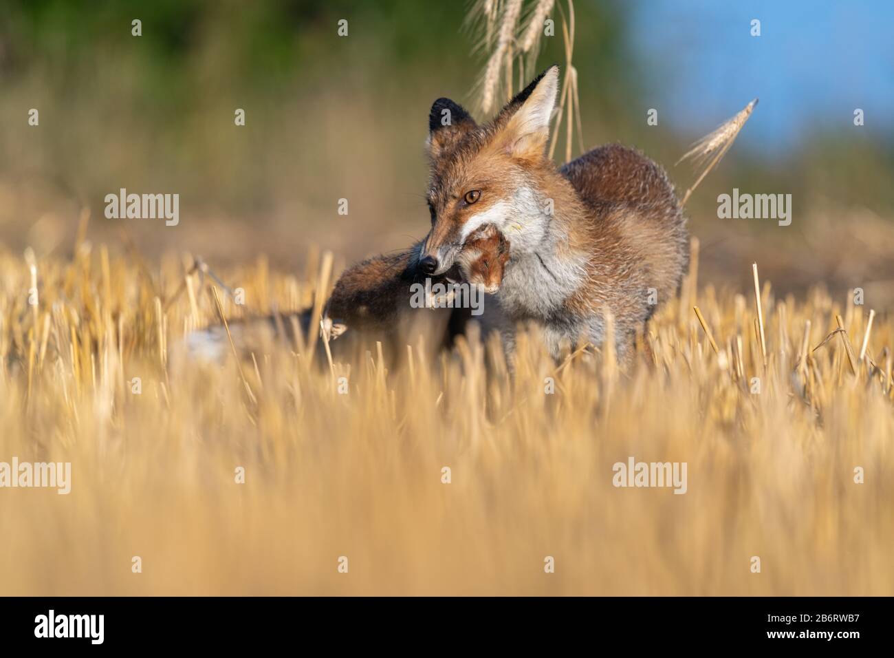 The fox holds a hamster in its mouth as its prey. Bright autumn day on ...