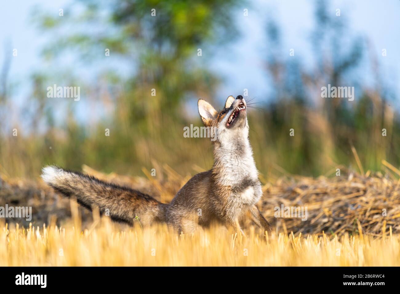 Fox looking up hi-res stock photography and images - Alamy