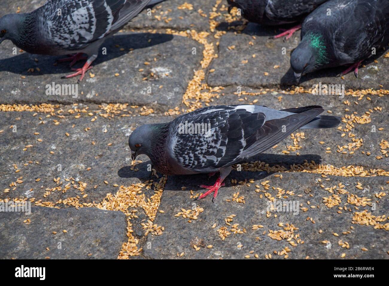 Hungry pigeons feeding at square on cobble stones Stock Photo - Alamy