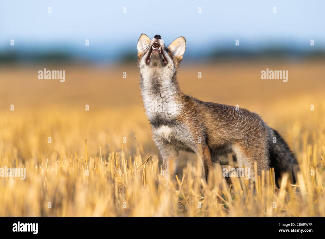 Fox looking up hi-res stock photography and images - Alamy