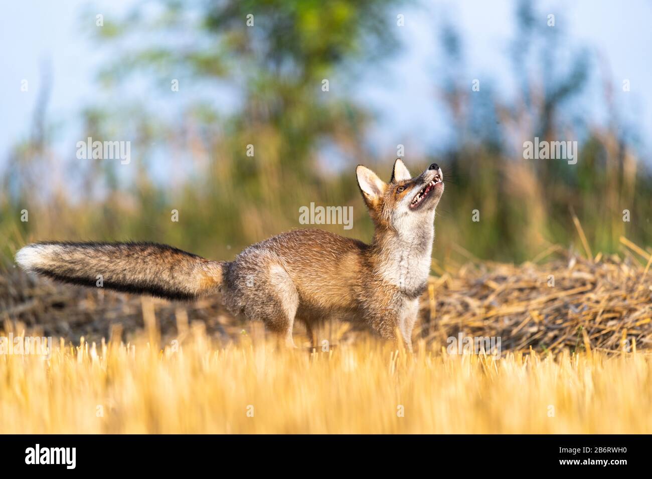 Fox looking up hi-res stock photography and images - Alamy