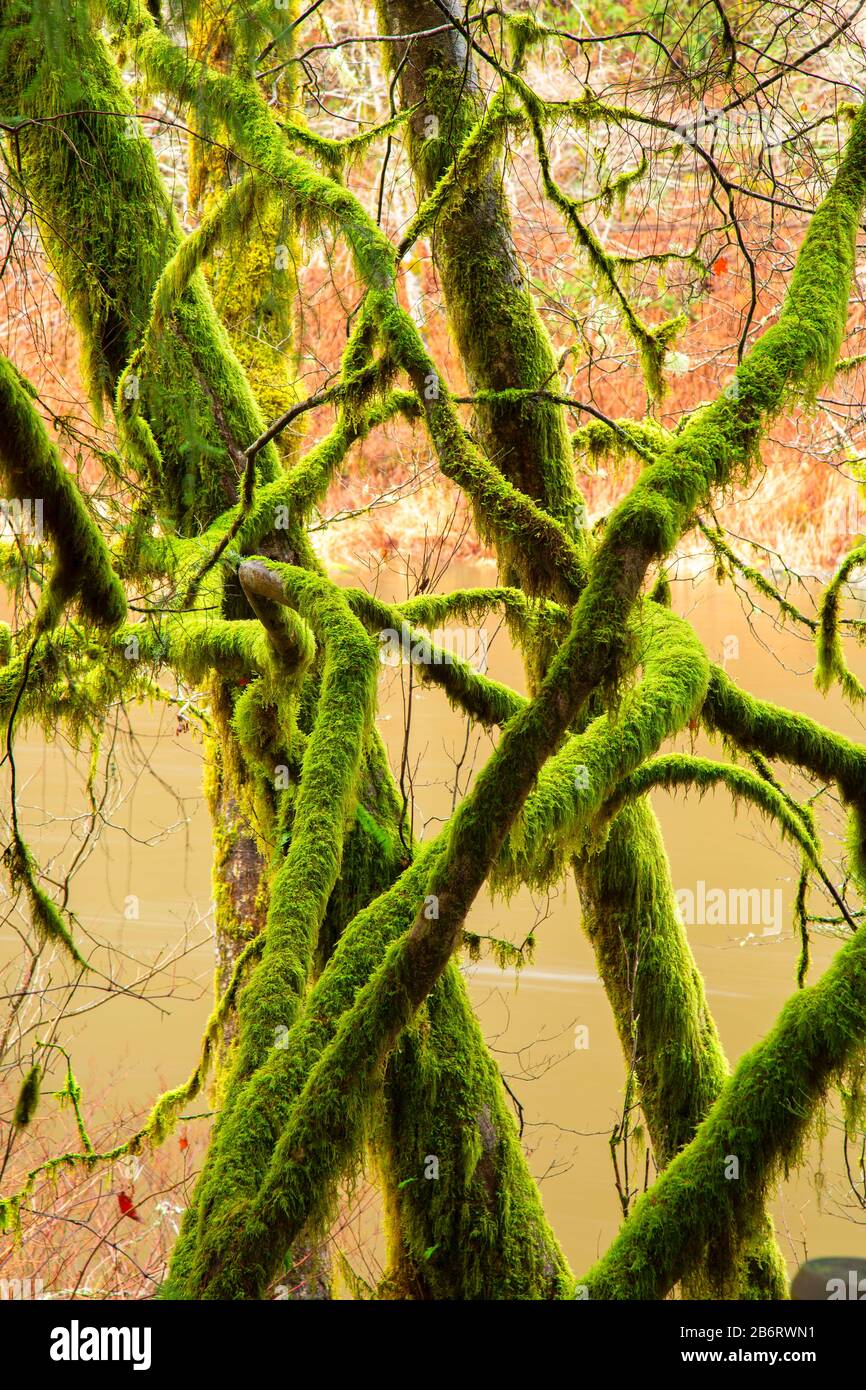 Nehalem falls campground hi-res stock photography and images - Alamy