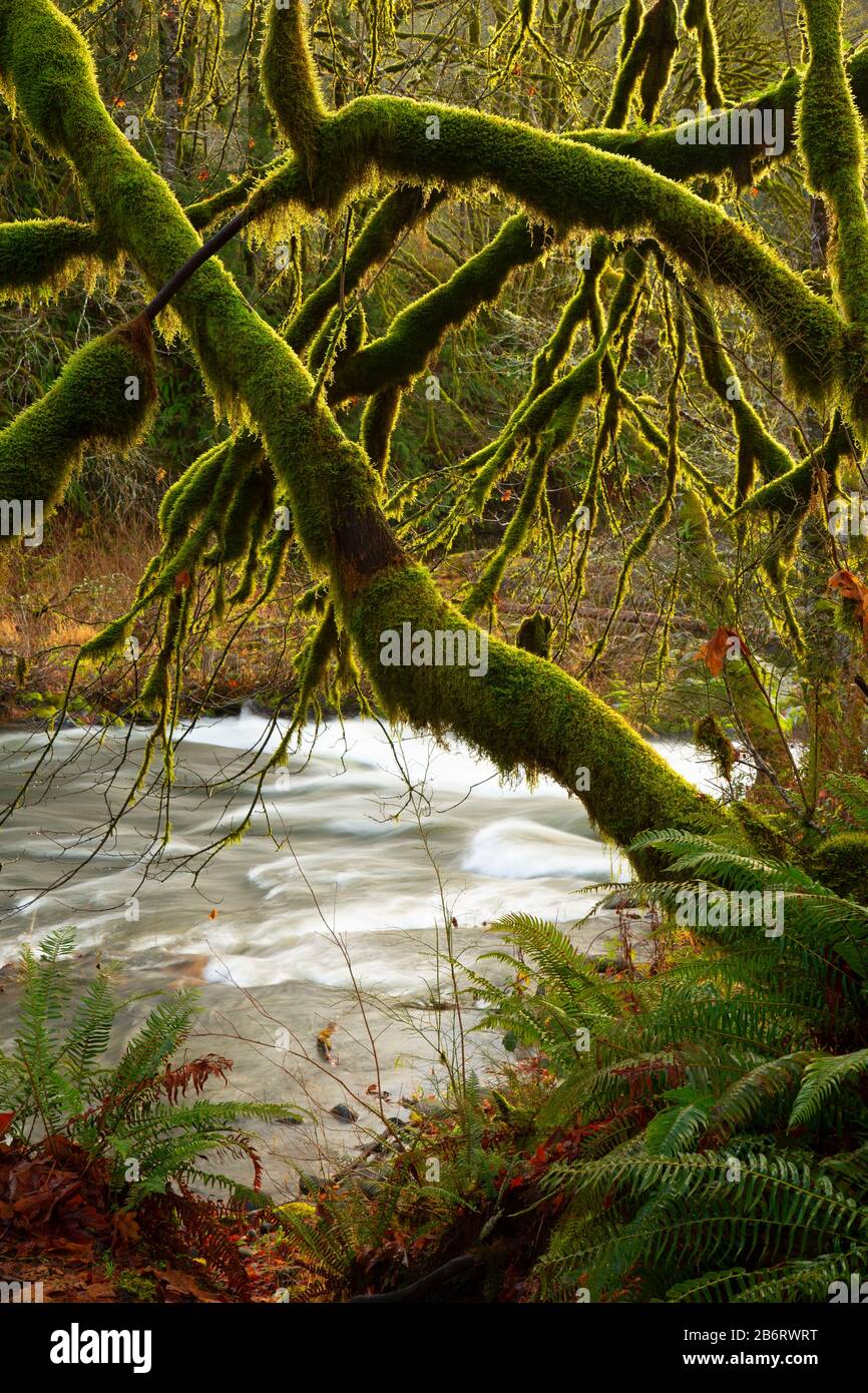 Bigleaf maple (Acer macrophyllum) along Trask River, Trask River County ...