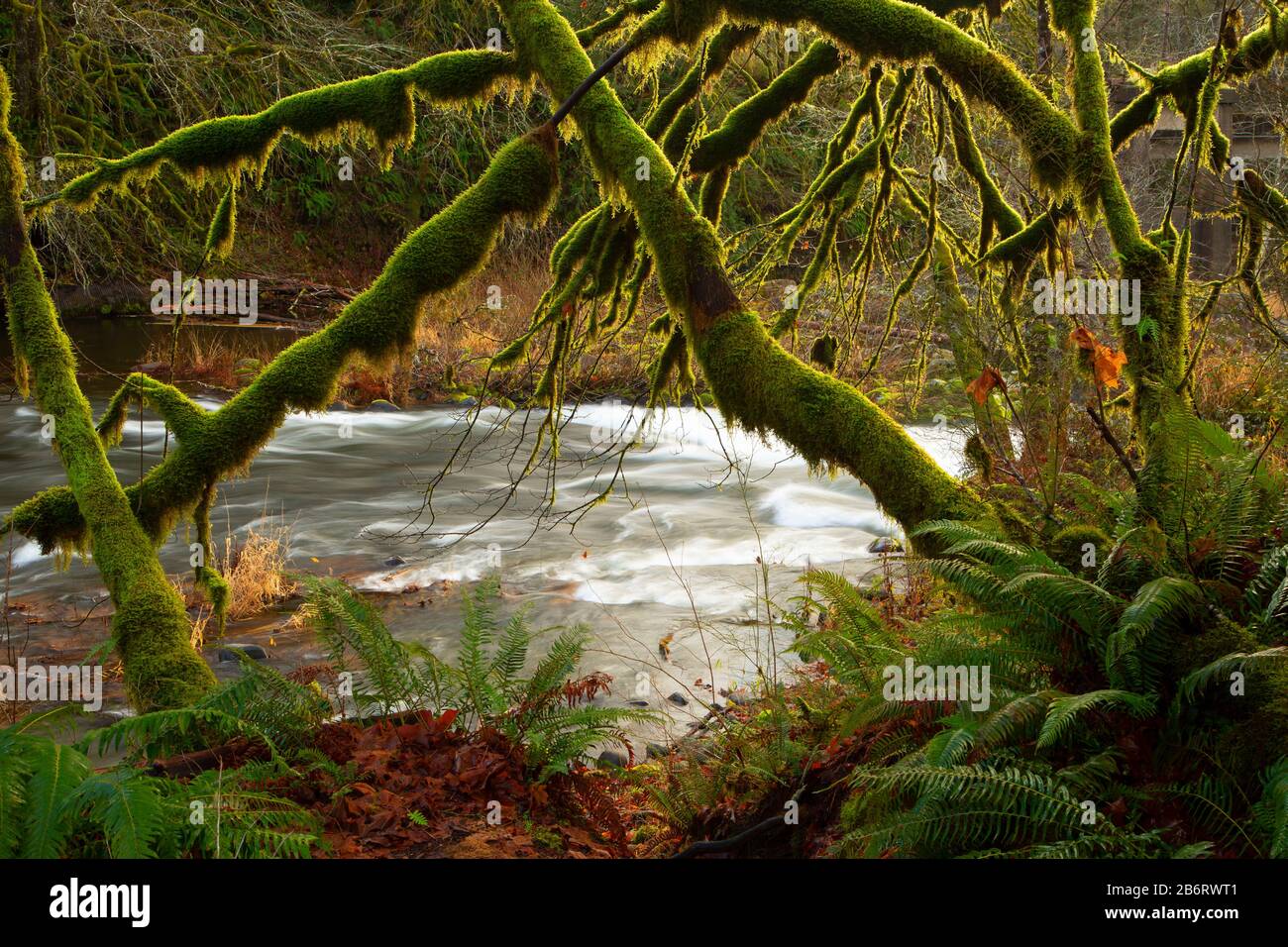 Oregon trask river hi-res stock photography and images - Alamy
