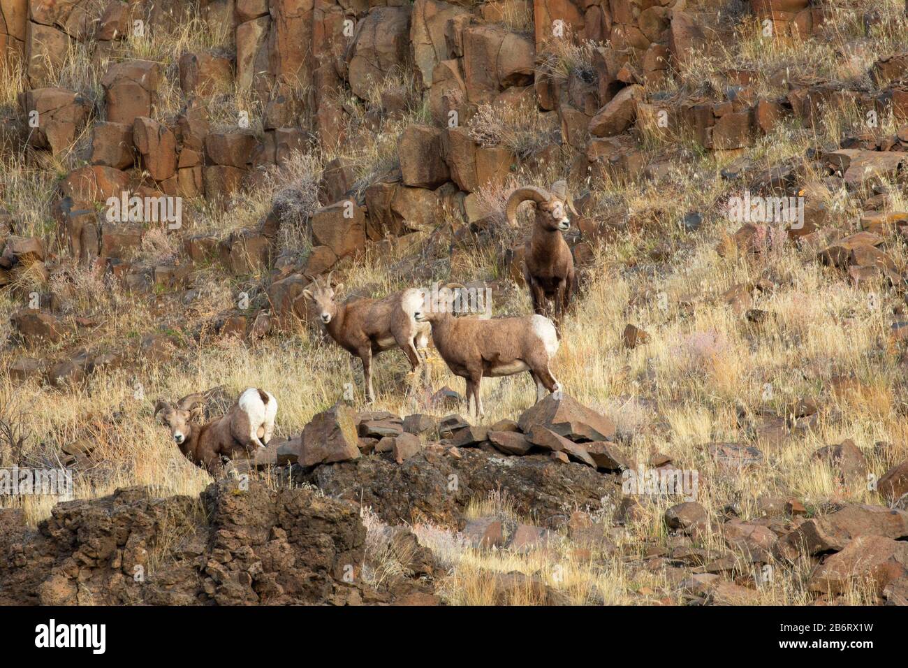 Maupin High Resolution Stock Photography and Images - Alamy