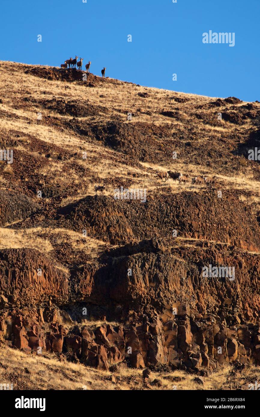 Maupin High Resolution Stock Photography and Images - Alamy